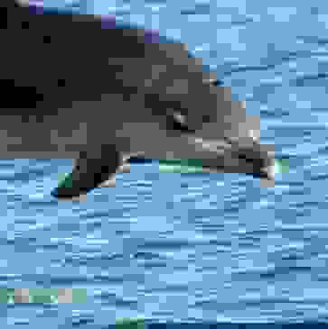 Sea Love Charters